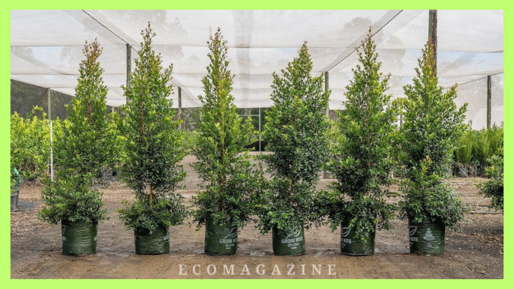 How to Grow Lilly Pilly Plant with Resilience in Australian Gardens